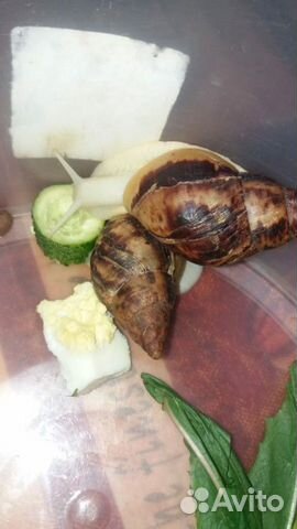 Отдам улиток бесплатно