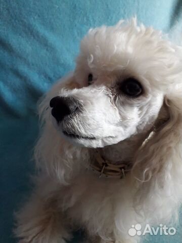 Ищем жениха