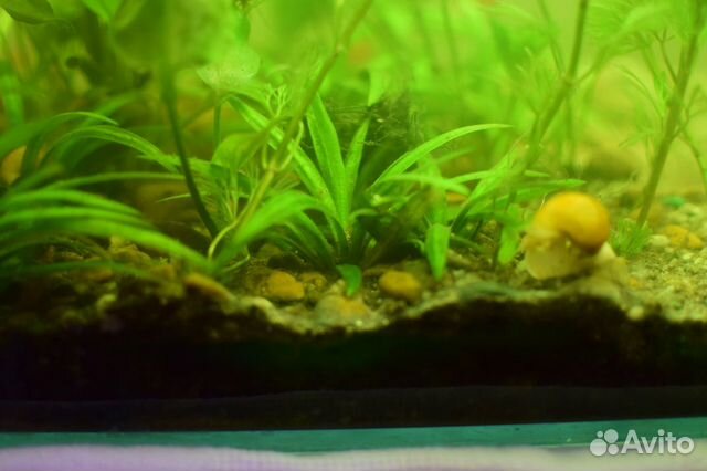 Эхинодорус латифолиус