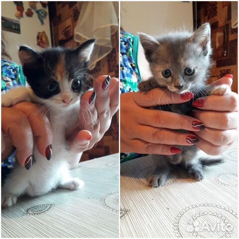 Котята от британки