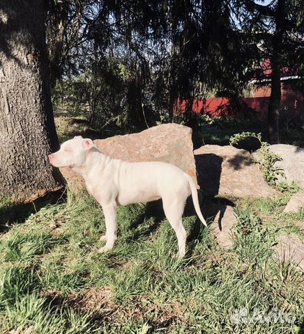 Шикарная подрощенная сука апбт