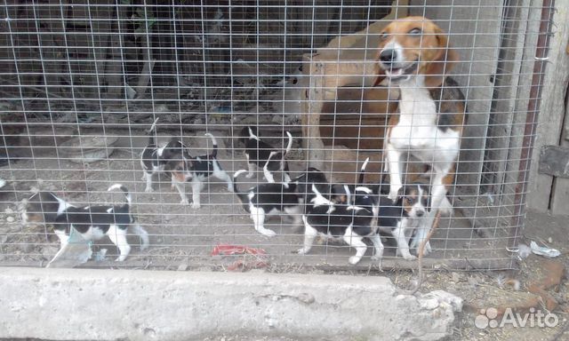 Щенки эстонской гончей