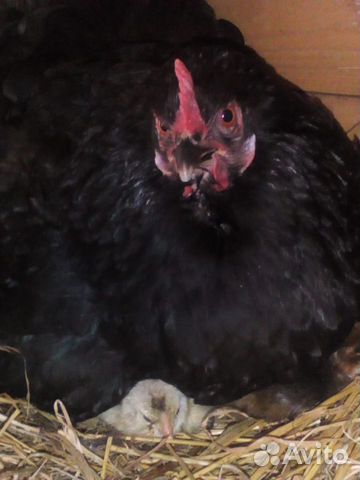 Цыплята кохинхин