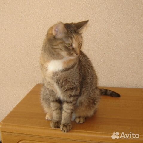 Дуняша ищет дом