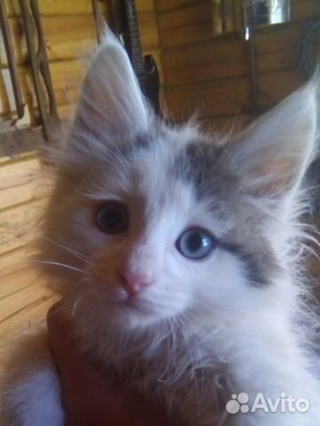 Котенок Бони мальчик 2 месяца