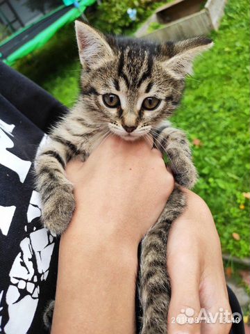 Котя