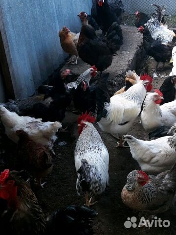 Куры и петухи