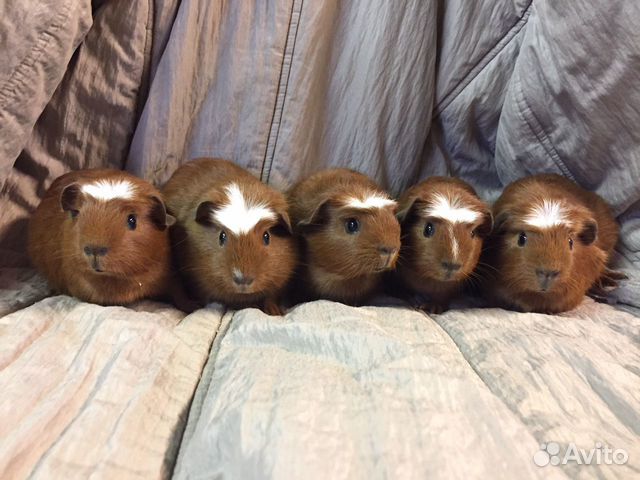 Морские свинки американский крестед девочки