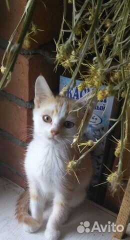 Котенок 3 мес