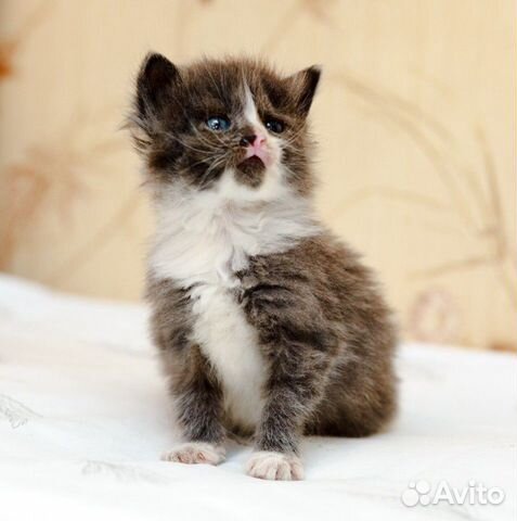 Маленький пушистый котенок ждет маму-папу