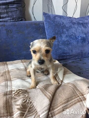 Отдам йорка