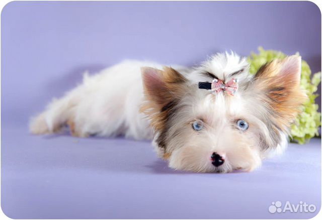 Голубоглазая девочка для разведения