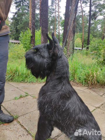 Продается подрощенный щенок ризеншнауцера