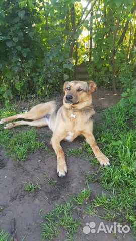 Прекрасная собака в дар