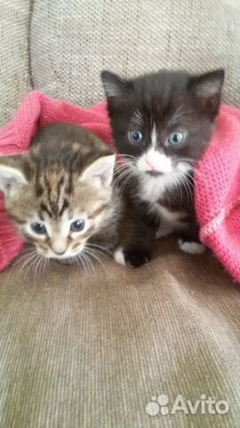 1.5 месячные котята
