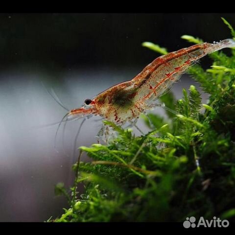 Креветки вишни