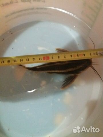 Сом платидорус