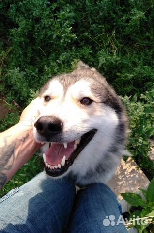 Статус "Свободен"