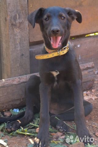 Смородинка хочет домой