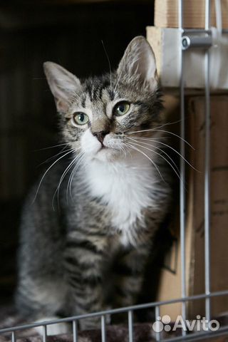 Котёнок-полосатик,мальчик 3 месяца