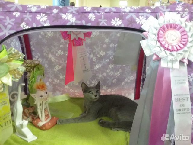 Котята русские голубые