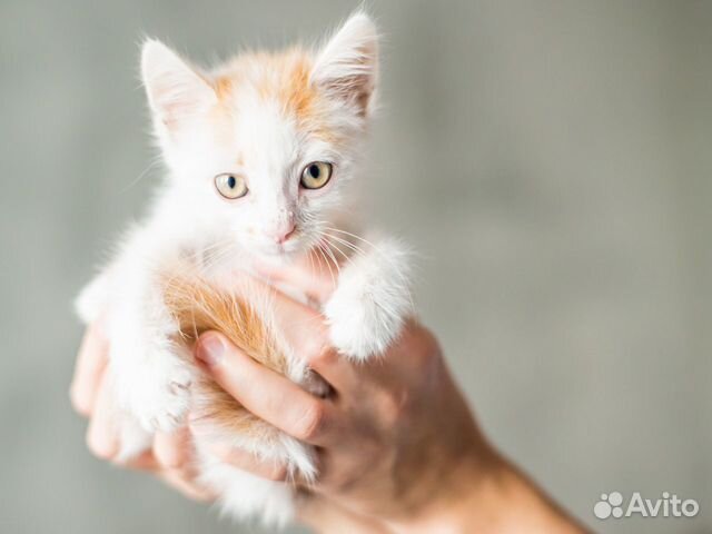 Классный веснушчатый котёнок, 2,5 месяца
