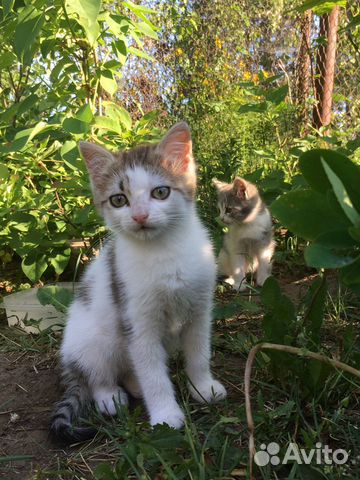 Котёнок, который принесет тепло и радость в дом