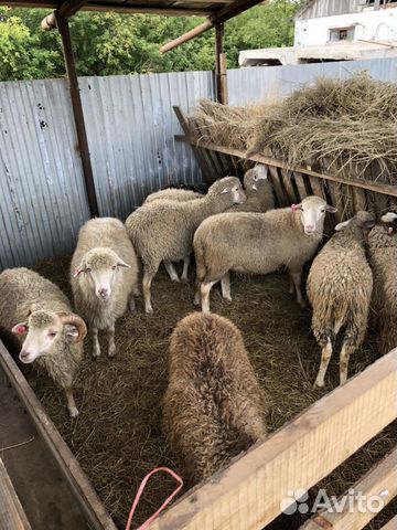 Овцы и баранчики