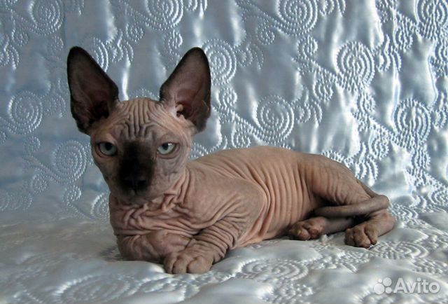 Шикарный харизматичный парень