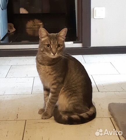 Отдам кошечку в добрые руки