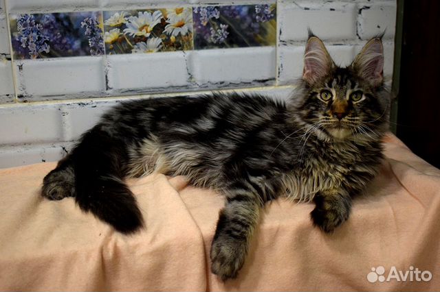 Котик мейн кун