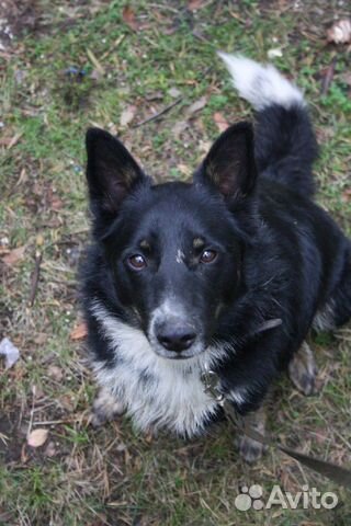 Красивый и умный пес в добрые руки