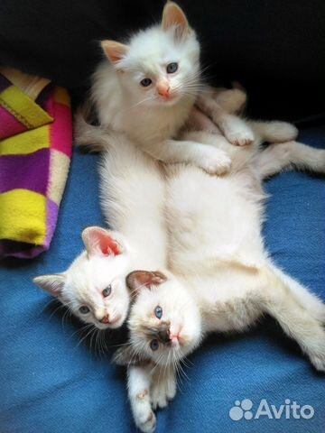 Котята сиамские домашние, окрас колор-поинт