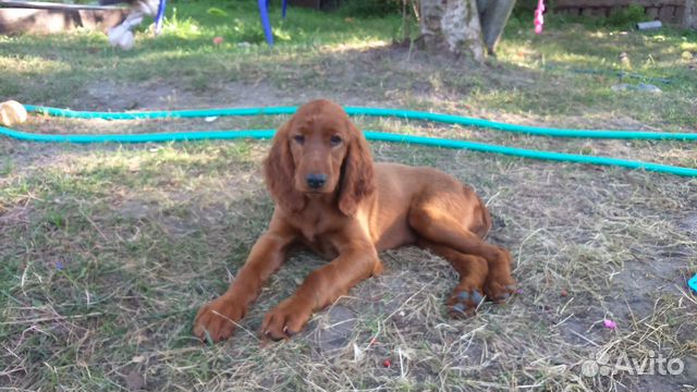 Щенки Ирландского Сеттера