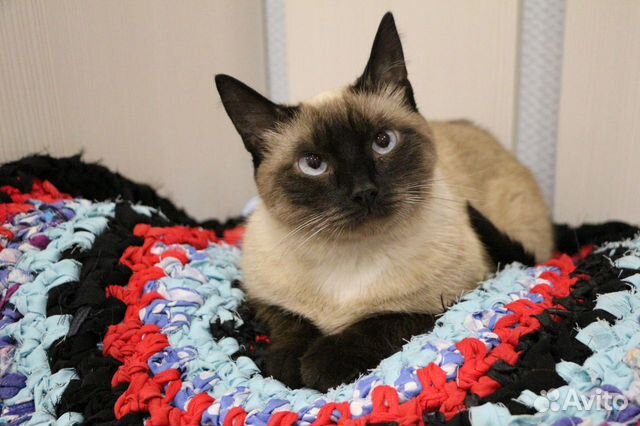 Лори - сиамская кошка в ответственные руки