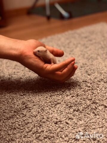 Сирийский хомячок (переднеазиатский хомяк)