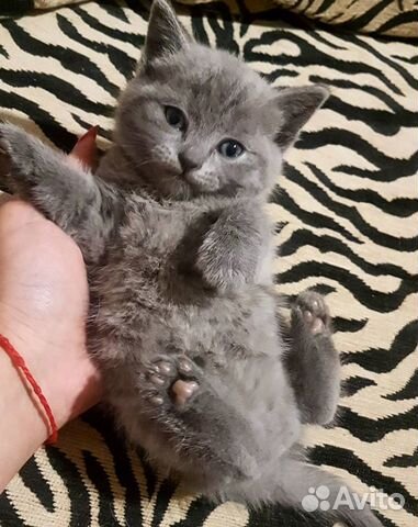Шотландские котята