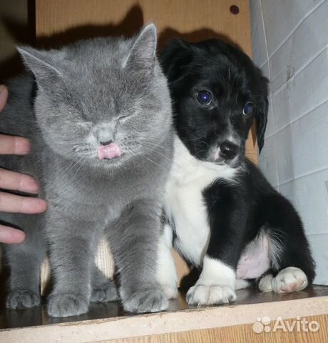 Двойняшки