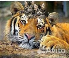 Сибирские тигровые