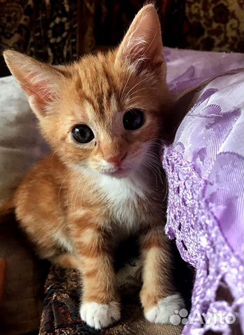 Рыжий котенок ищет семью