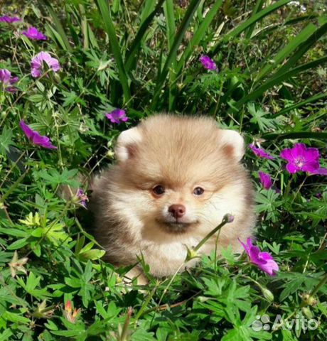 Чудесные щеночки