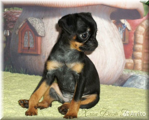 Мини девочка брабантка