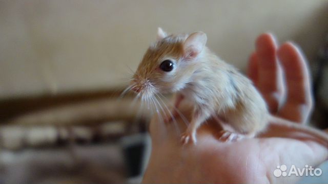 Песчанка