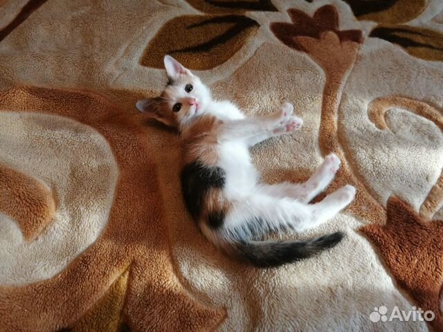 Котенок