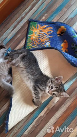 Котик-ласкушка