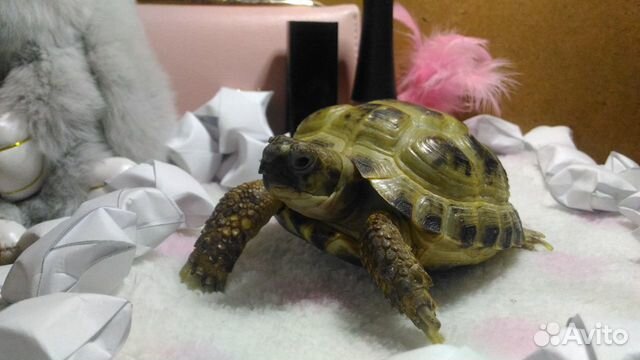 Сухопутная черепаха