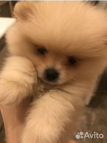 Померанский Шпиц