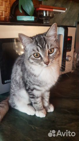 Котенок Вискас балинезийский