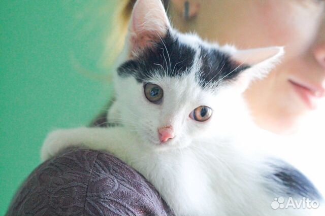 Ричард котёнок в дар