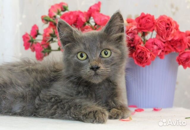 Котята, 5,5 мес, в добрые руки